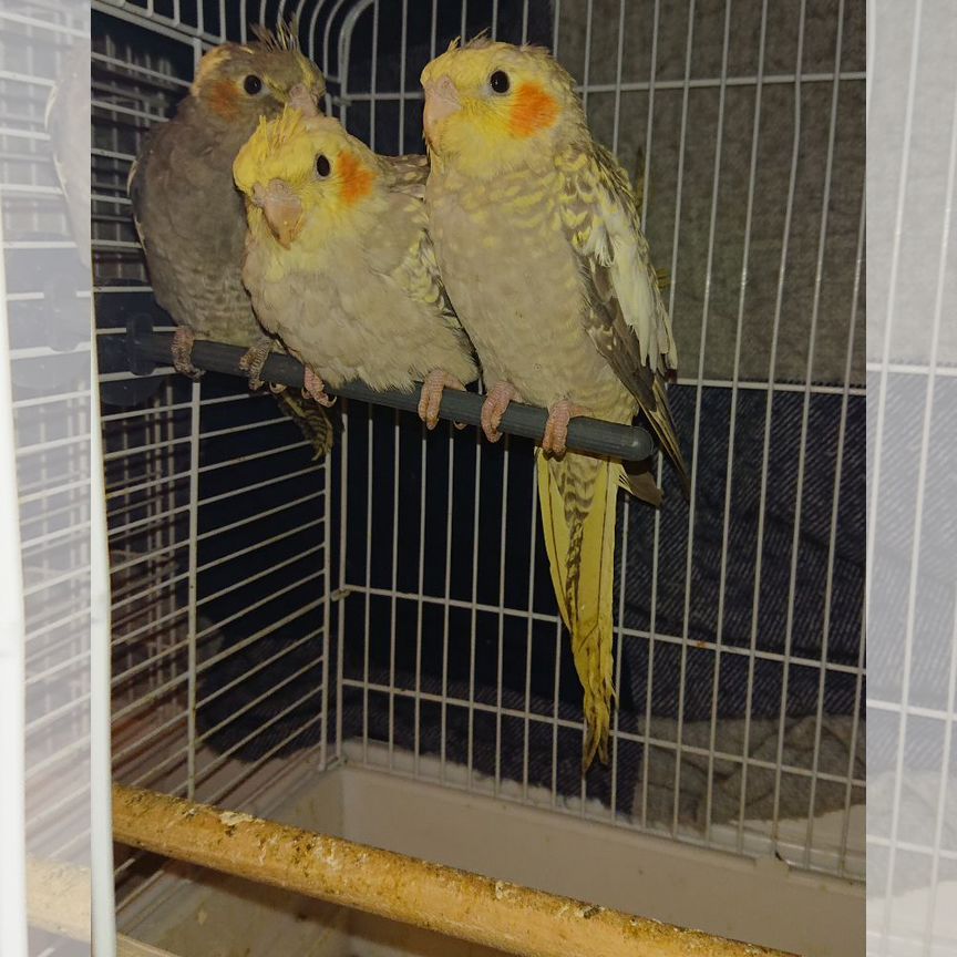 Попугай Корелла птенцы