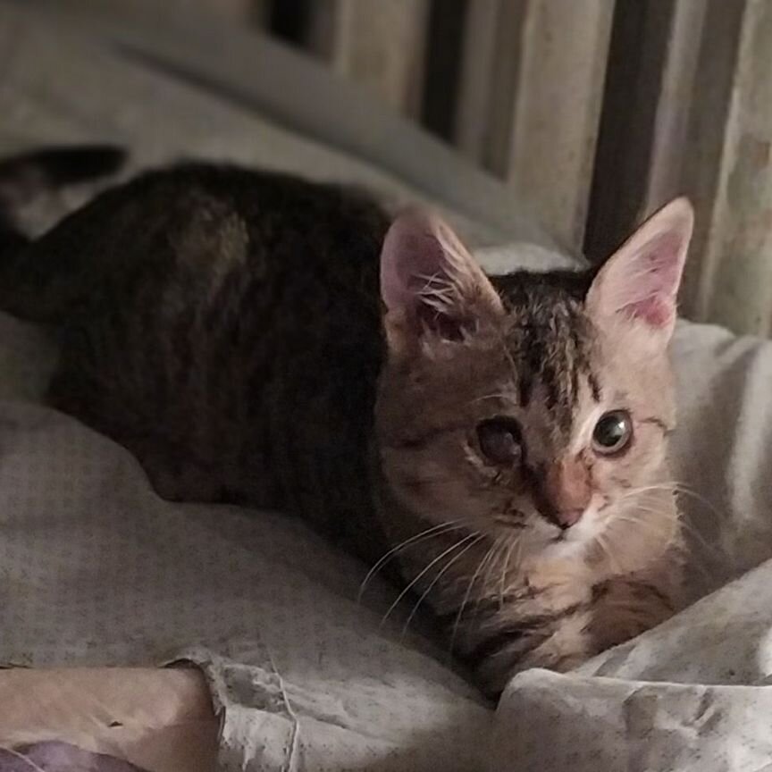 Кот Тима