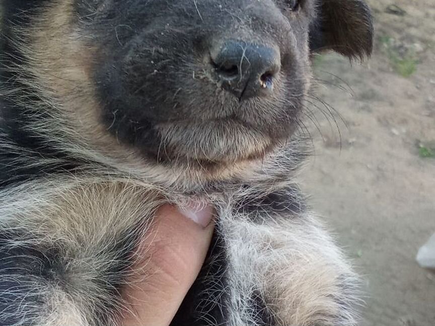 Щенок вео помесь