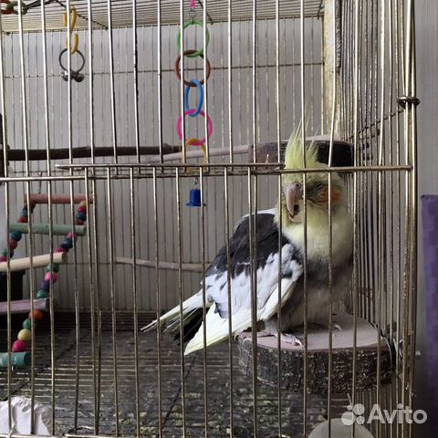 Попугай корелла девочка