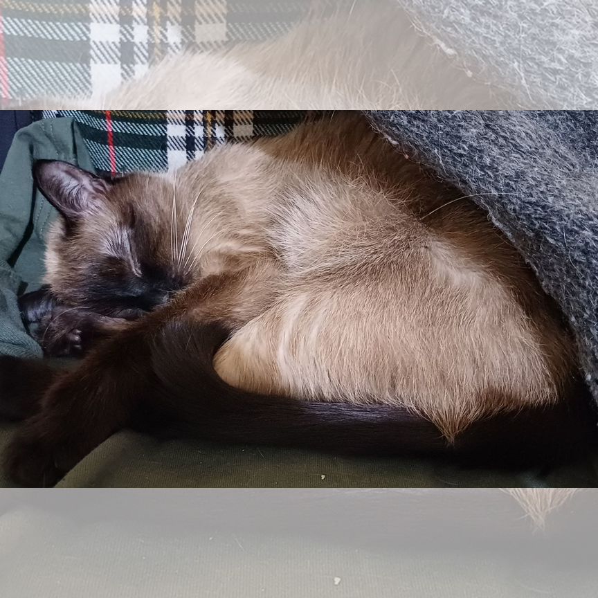 Сиамская, взрослая кошка