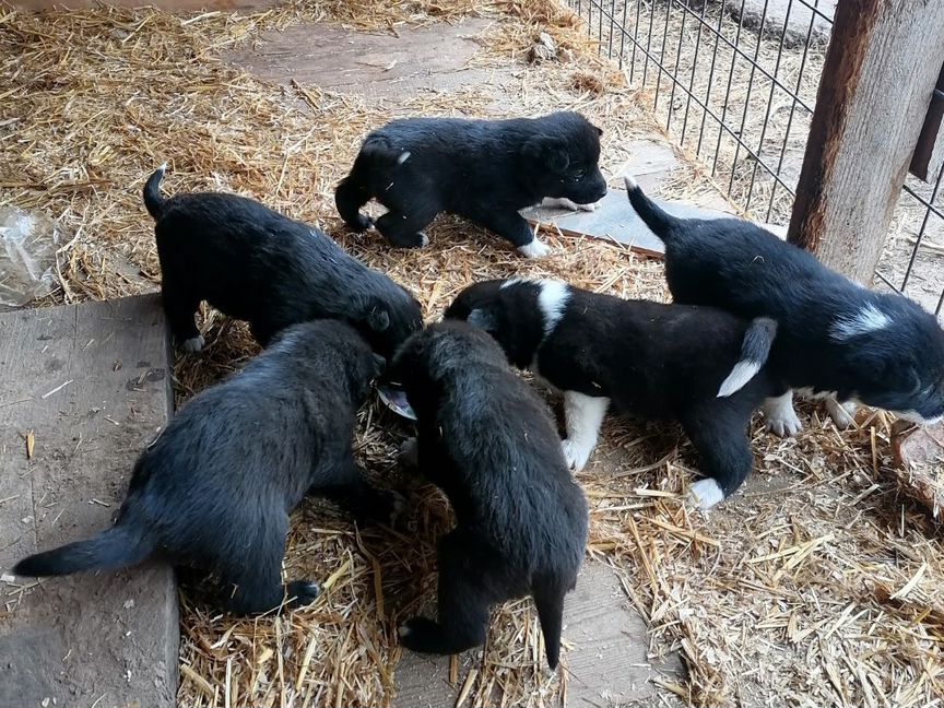 Руско европейские лайки