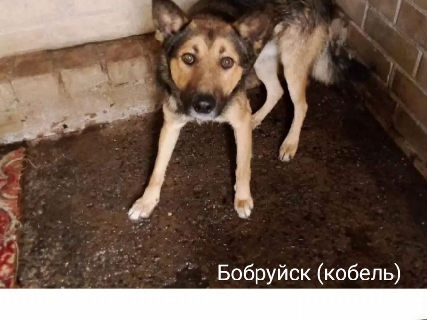 Помогите найти дом собачке