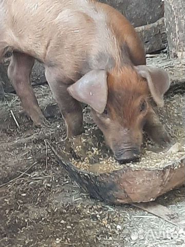 Порсята породыДюрок