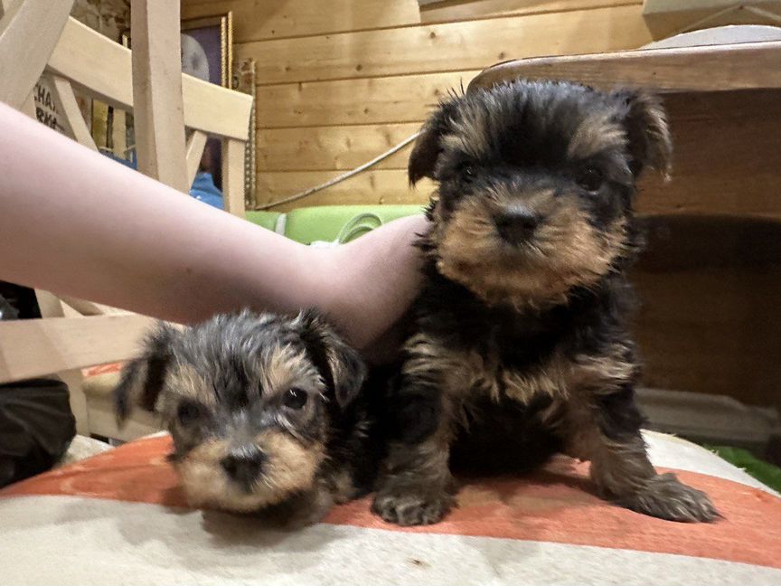 Йоркширский терьер