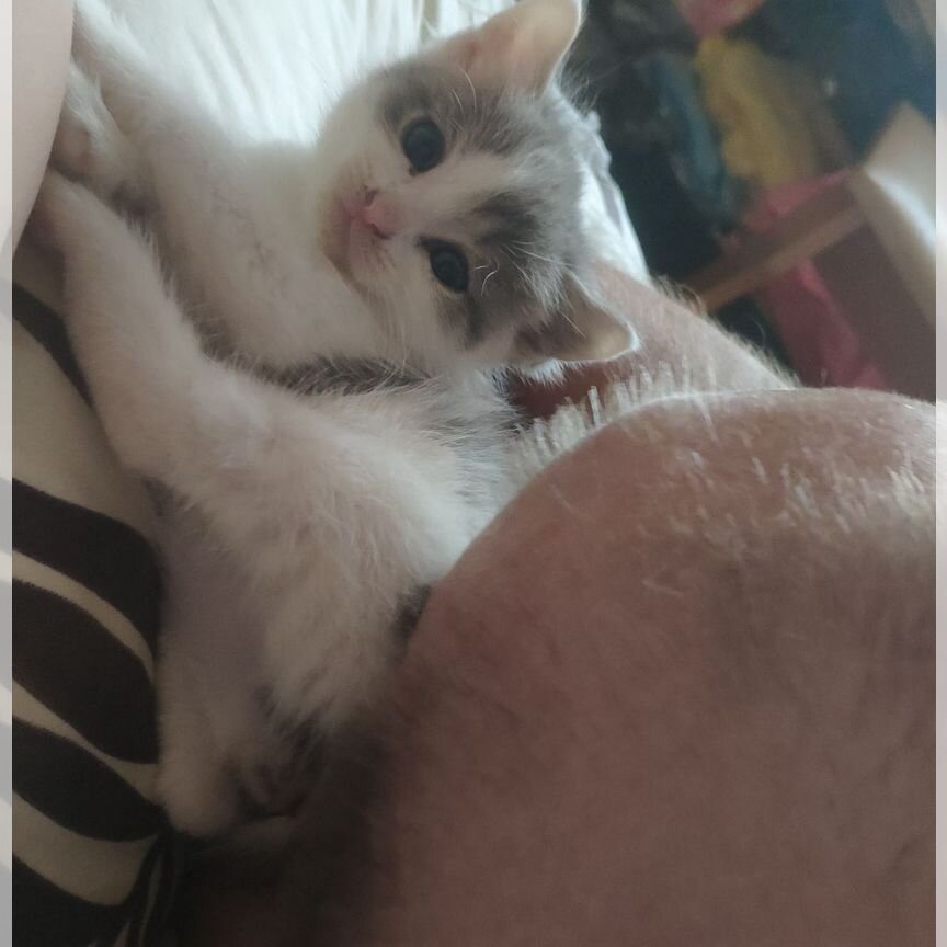 Котёнок в добрые руки