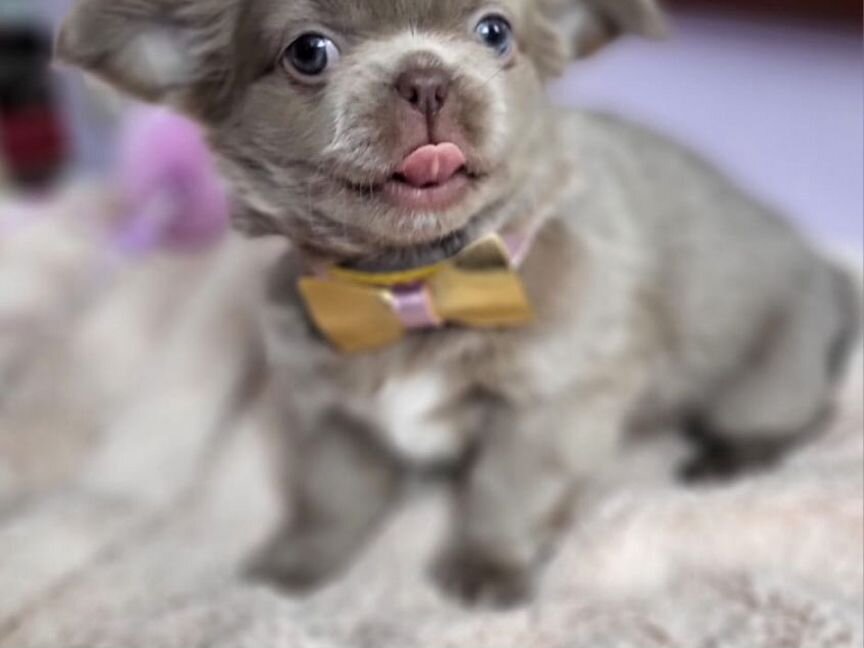 Лиловый потрясающий мальчик