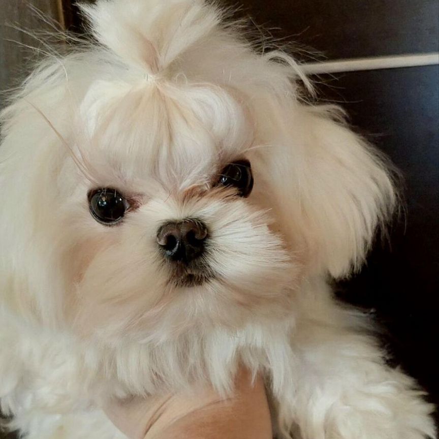 Мальтезе мальчик