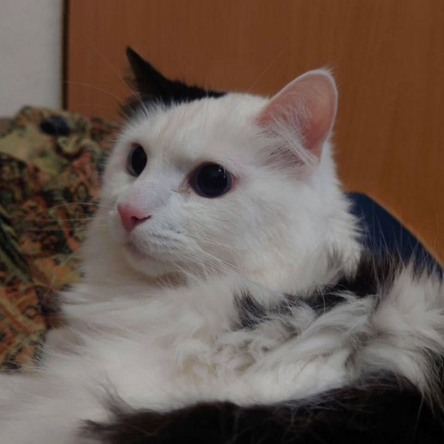 Голубоглазый кот