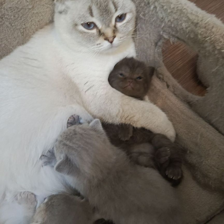 Шотландские котята