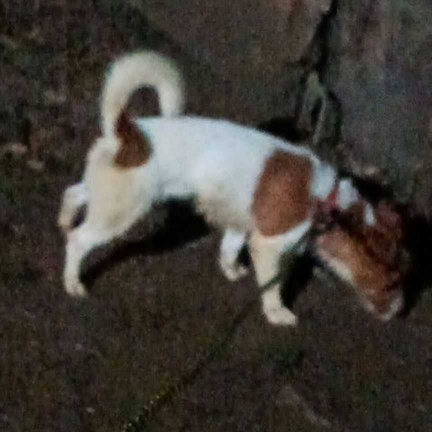 Джек-рассел-терьер, взрослая собака