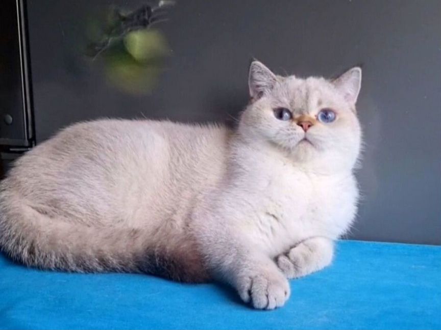 Мальчик золотой колорпойнт