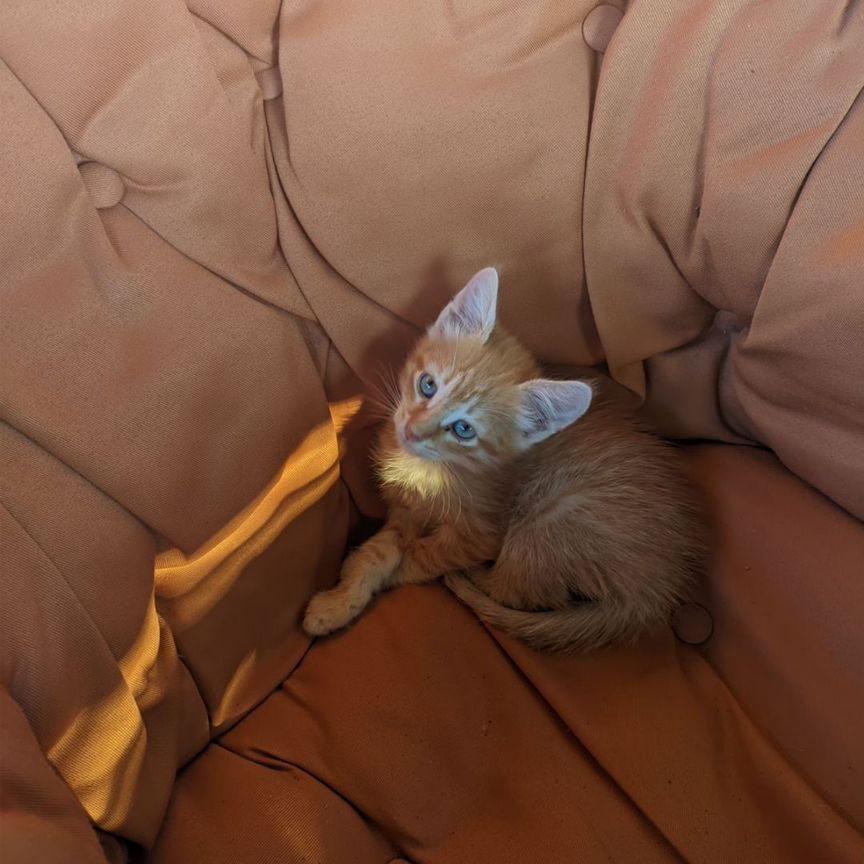 Котята персико-рыжие и чёрный с оттенками рыжего