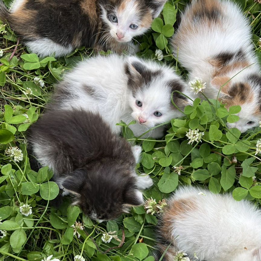 Котята " Мышеловки" бесплатно