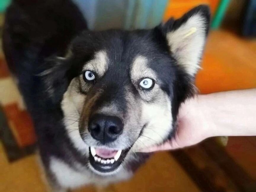 Собака в добрые руки