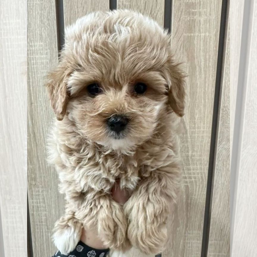 Мальтипу, щенок