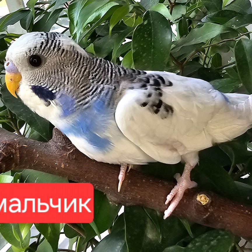 Волнистый попугай