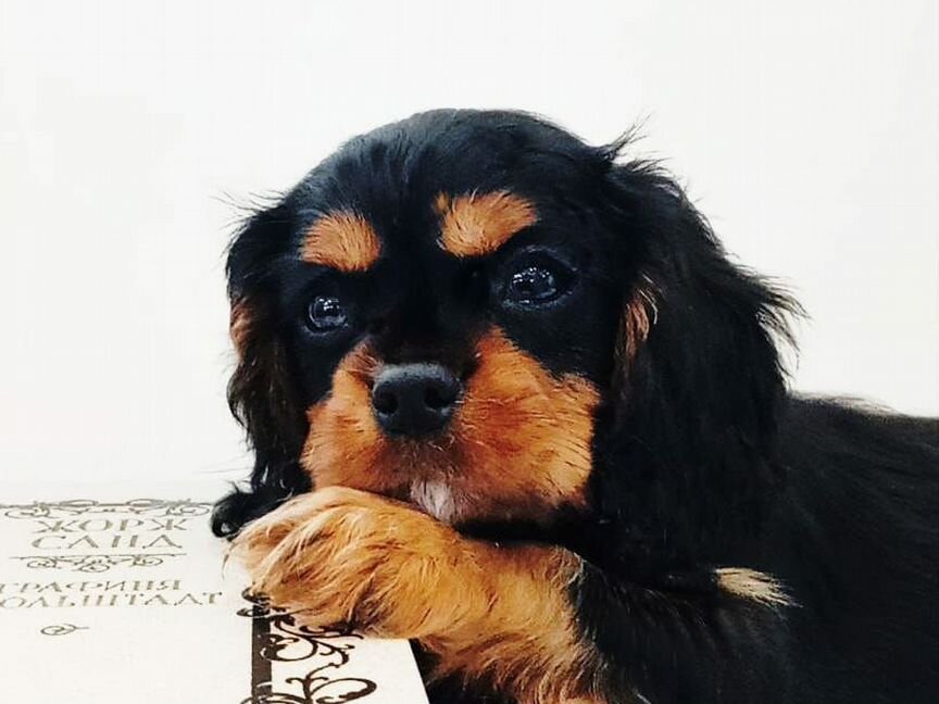 Кавалер кинг чарльз спаниель