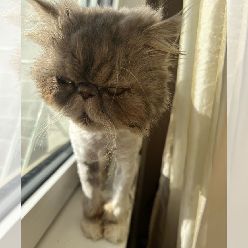 Персидский, взрослый кот