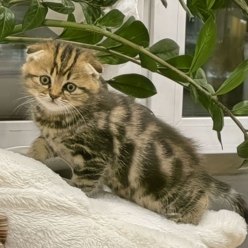 Шотландский вислоухий длинношёрстный котёнок