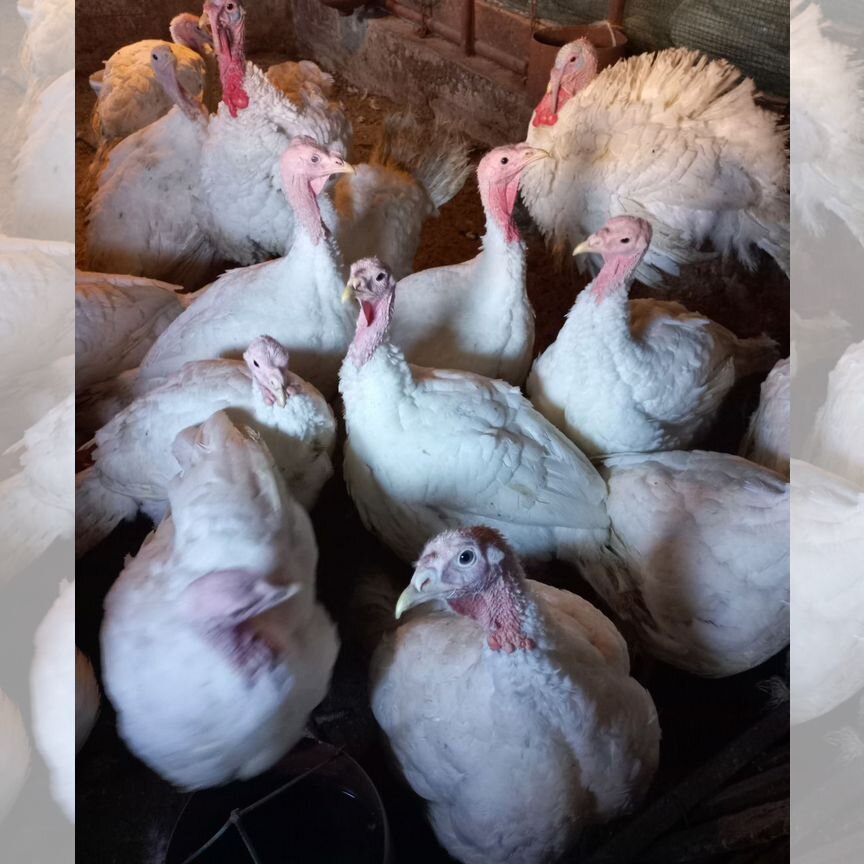 Продам индюков Хайбрид конвертер живым весом