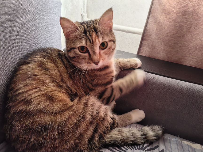 Кошка Джули