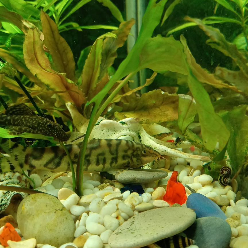 Аквариумные рыбки