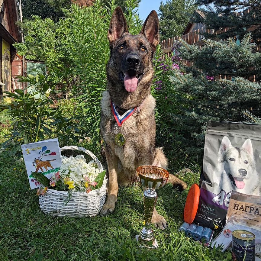 Щенки немецкой овчарки