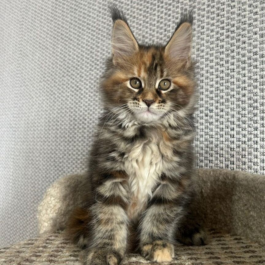 Мейн-кун котёнок