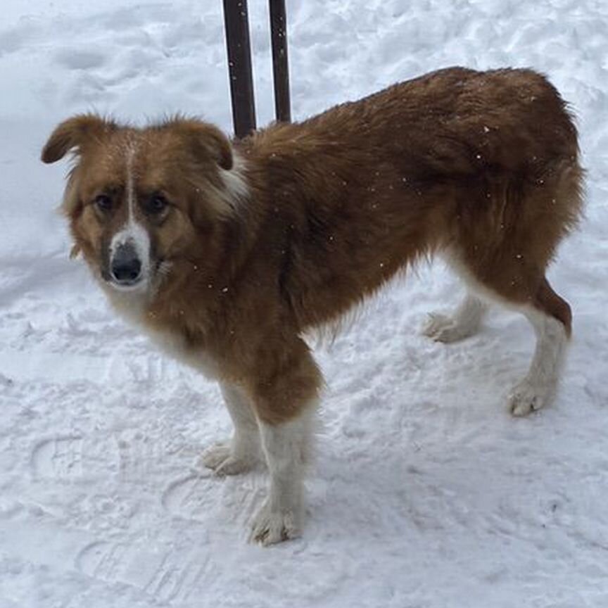 Помесь колли