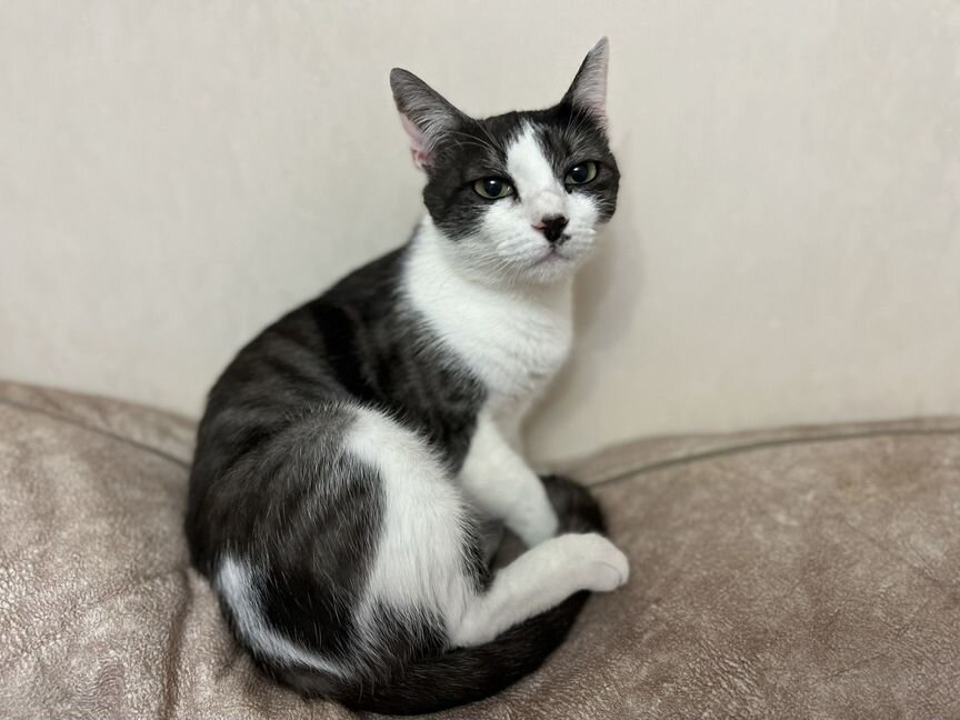 Кора с кляксой на носу и офигенным характером