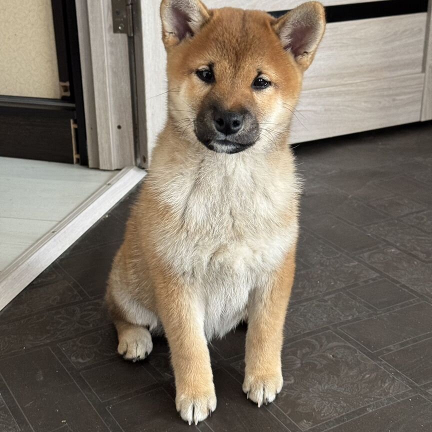 Сибаину щенок