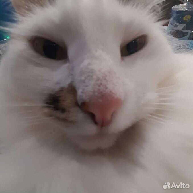 Продам кошку офигевшую