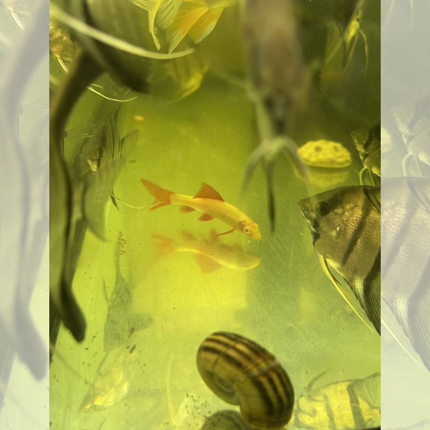 Лабео зелёный альбинос