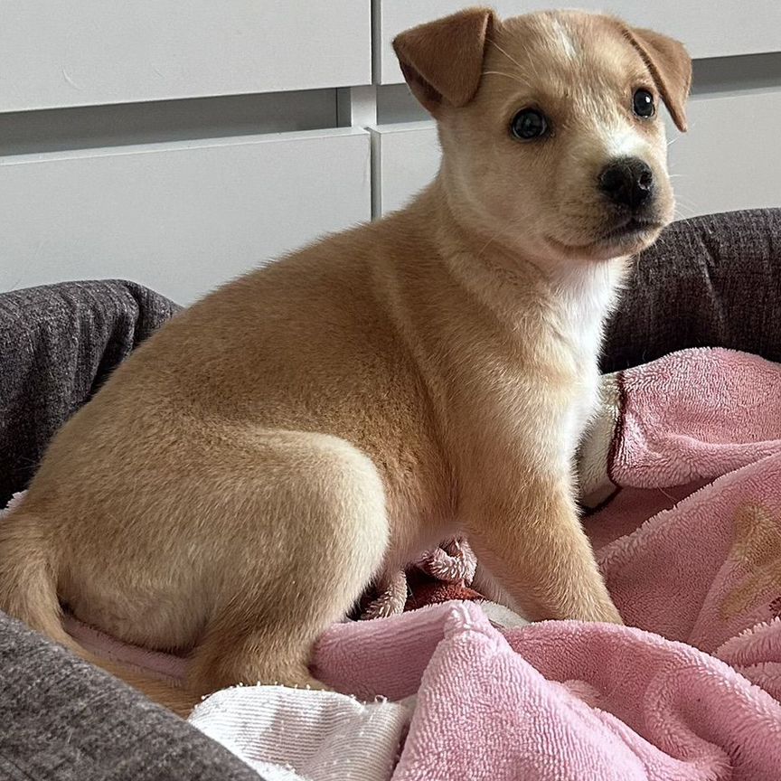 Американский стаффордширский терьер, щенок