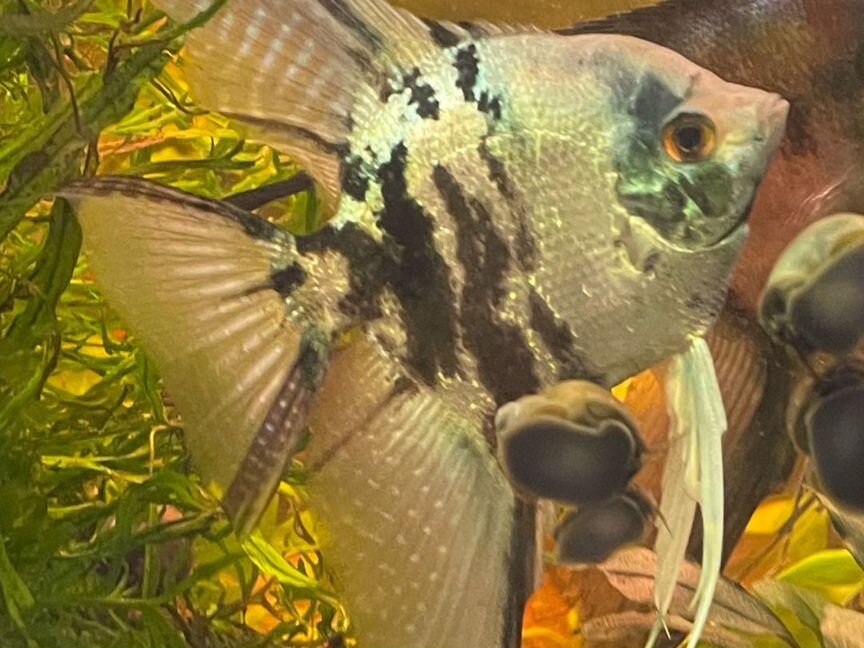 Скалярии пиной самец