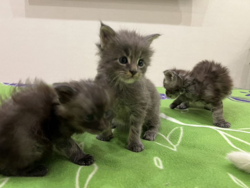 Котята мейн-кун