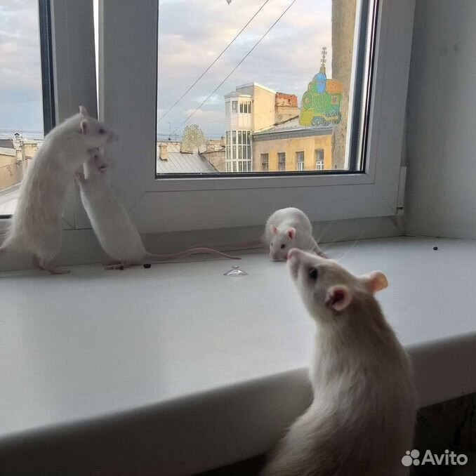 Декоративные крыски