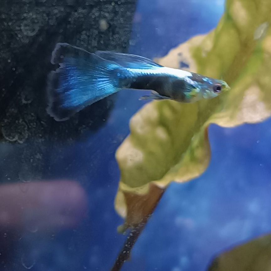 Гуппи самцы