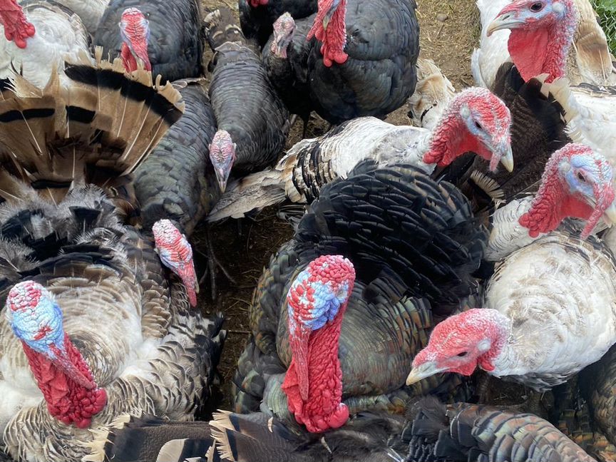 Северо-кавказкие индюки