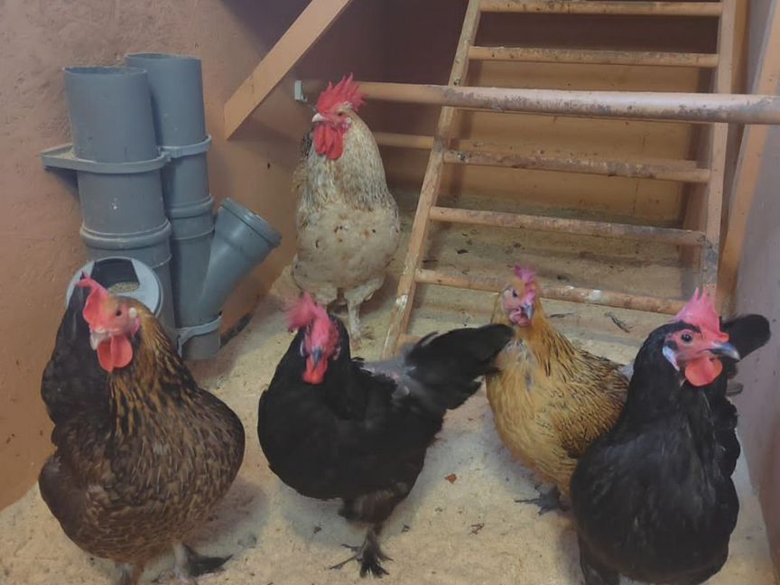 Продам 4-х курочек и 1 петуха