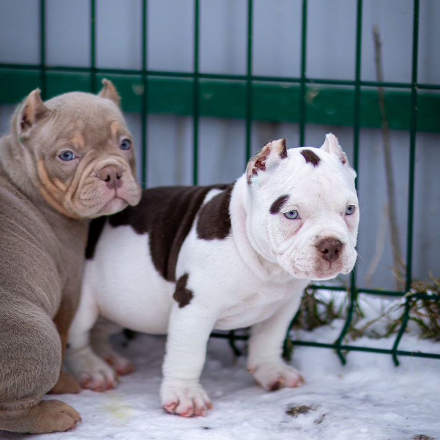 Щенки американского булли