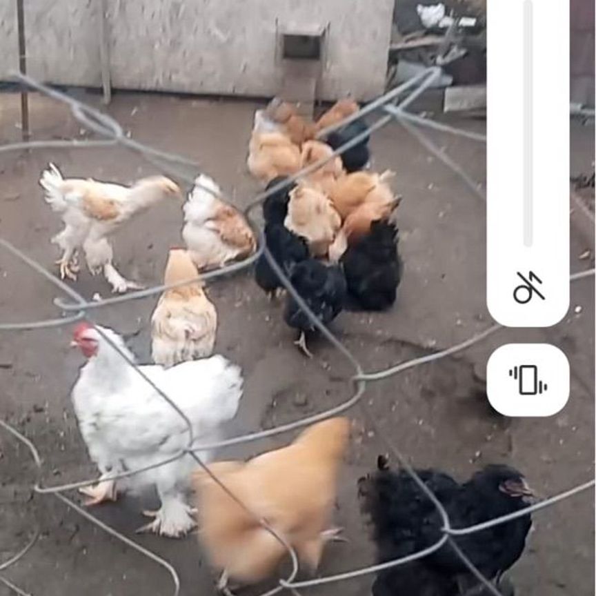 Ингубацыоные яица