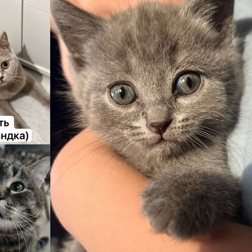 Котёнок в добрые руки