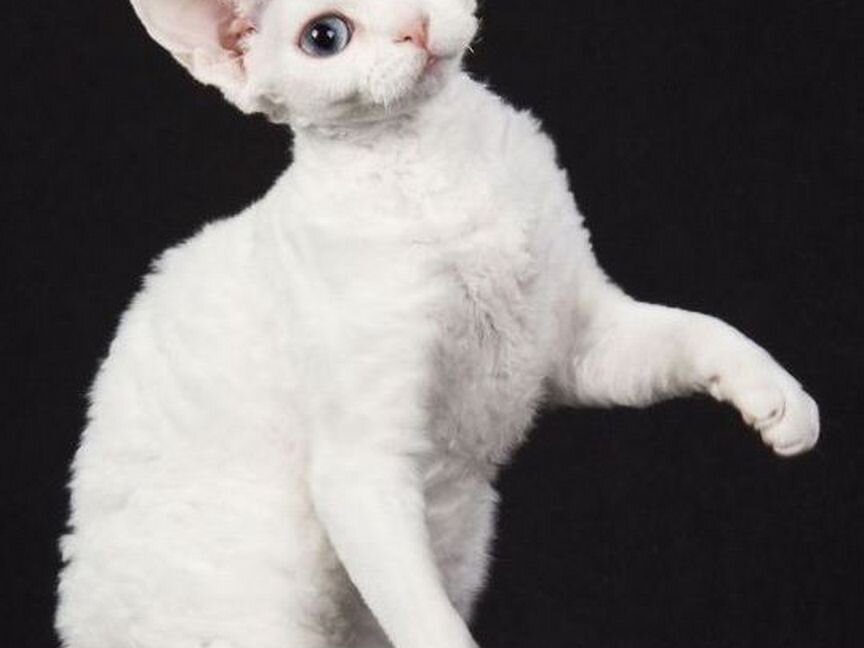 Девон-рекс, Корниш-рекс