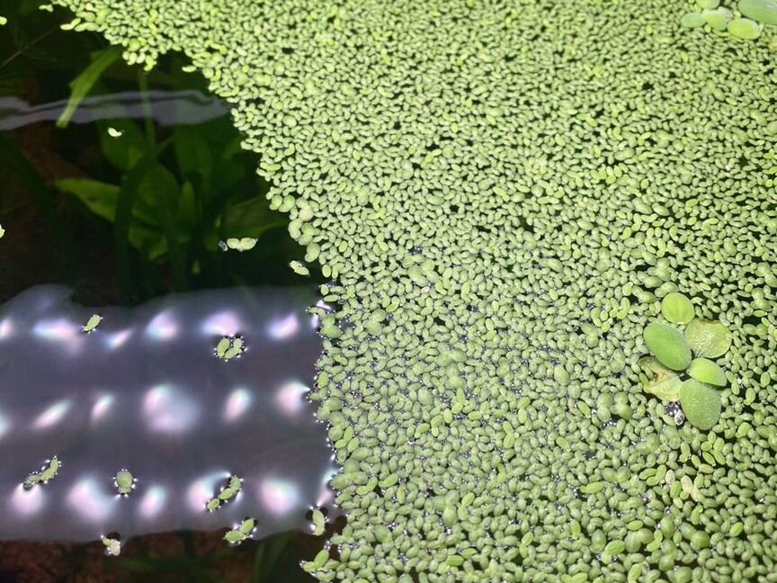 Ряска прополка бесплатно