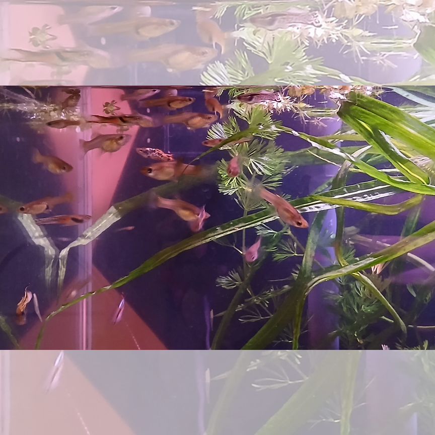 Гуппи Эндлера