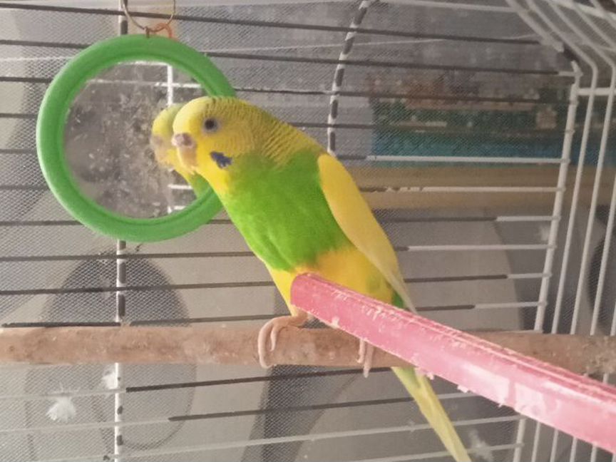 Волнистый попугай