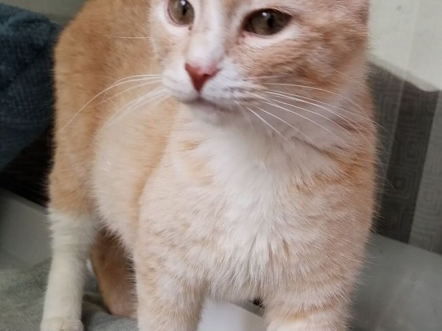 Кошка