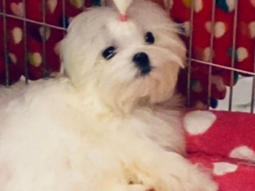 Очень красивый мальчик мальтезик 4 мес